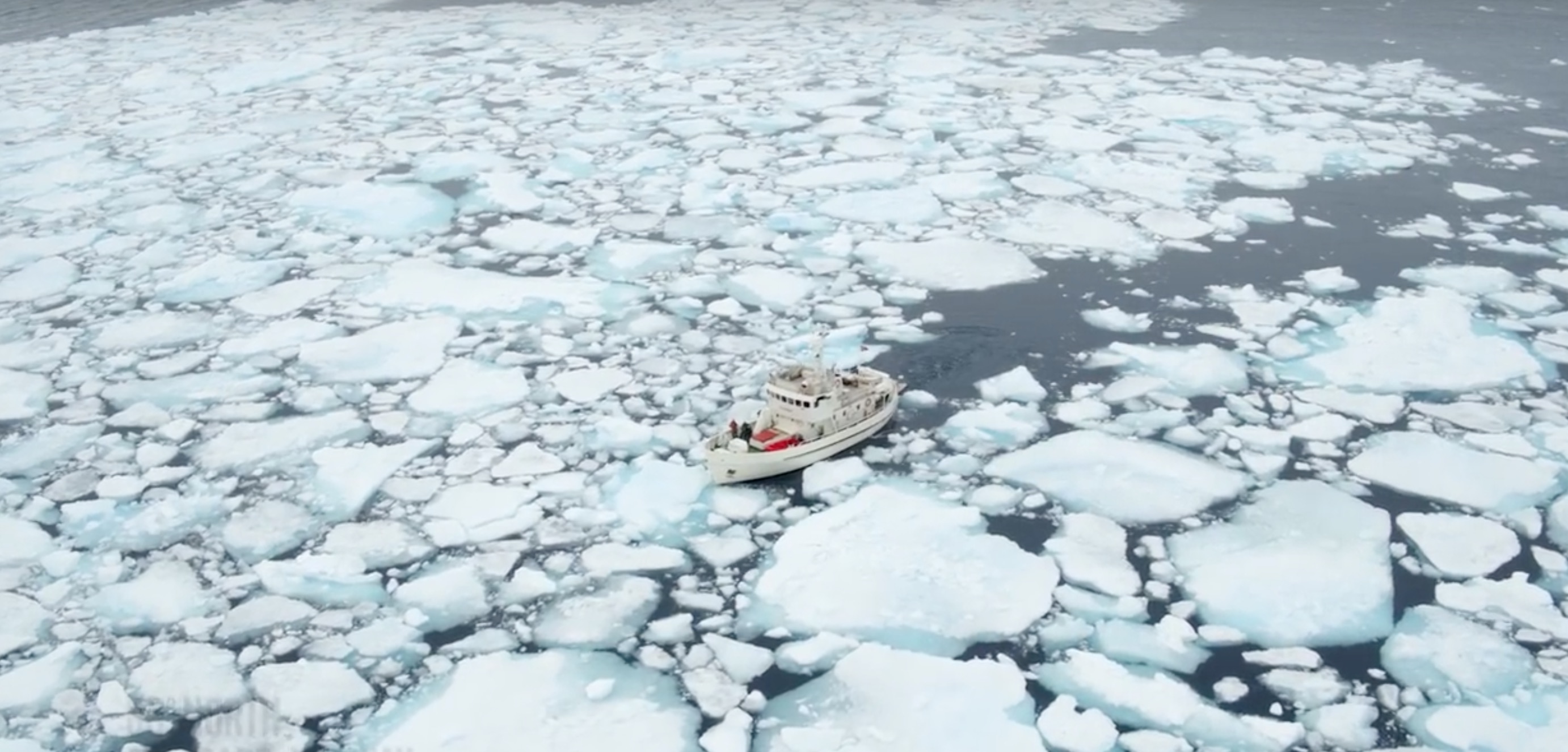 Intel Completes Wildlife Expeditions Studying Polar Bears and Whales ...