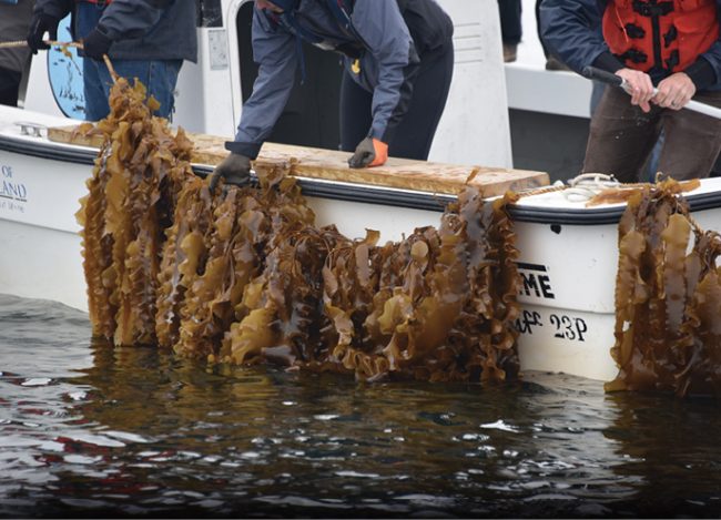 Autonomous Aquaculture's Kelp Crusaders - Inside Unmanned Systems